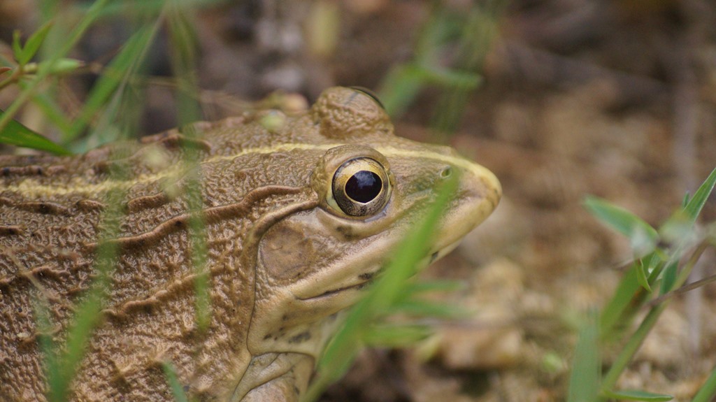 Flora and Fauna, 2020